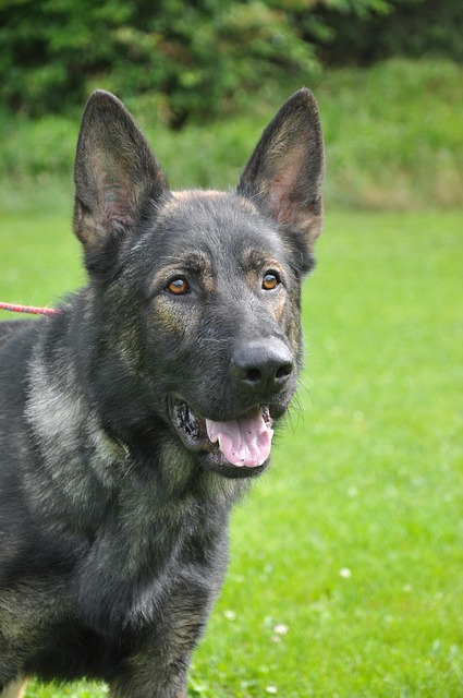 Perro Shepard Alemán Animal - Foto gratis en Pixabay - Pixabay