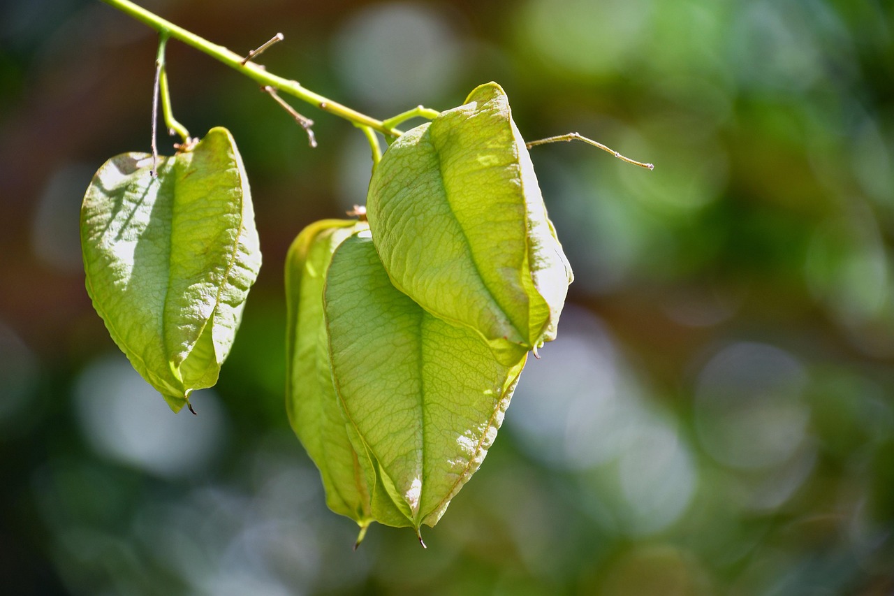 Golden Raintree Fruit Seed - Free photo on Pixabay