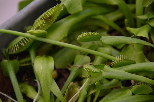 Plant Carnivorous Catch Leaves - Free photo on Pixabay - Pixabay