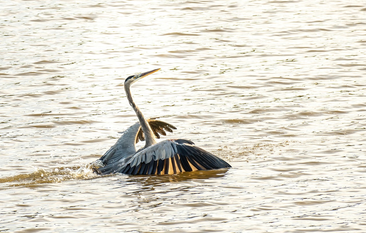 Heron Bird Lake Wading - Free photo on Pixabay