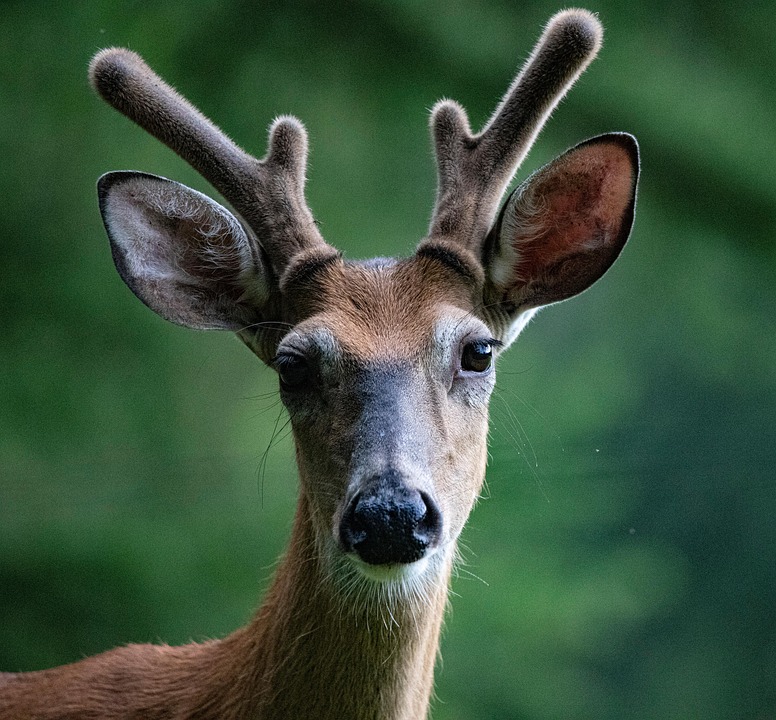 Deer Buck Animal - Free photo on Pixabay - Pixabay