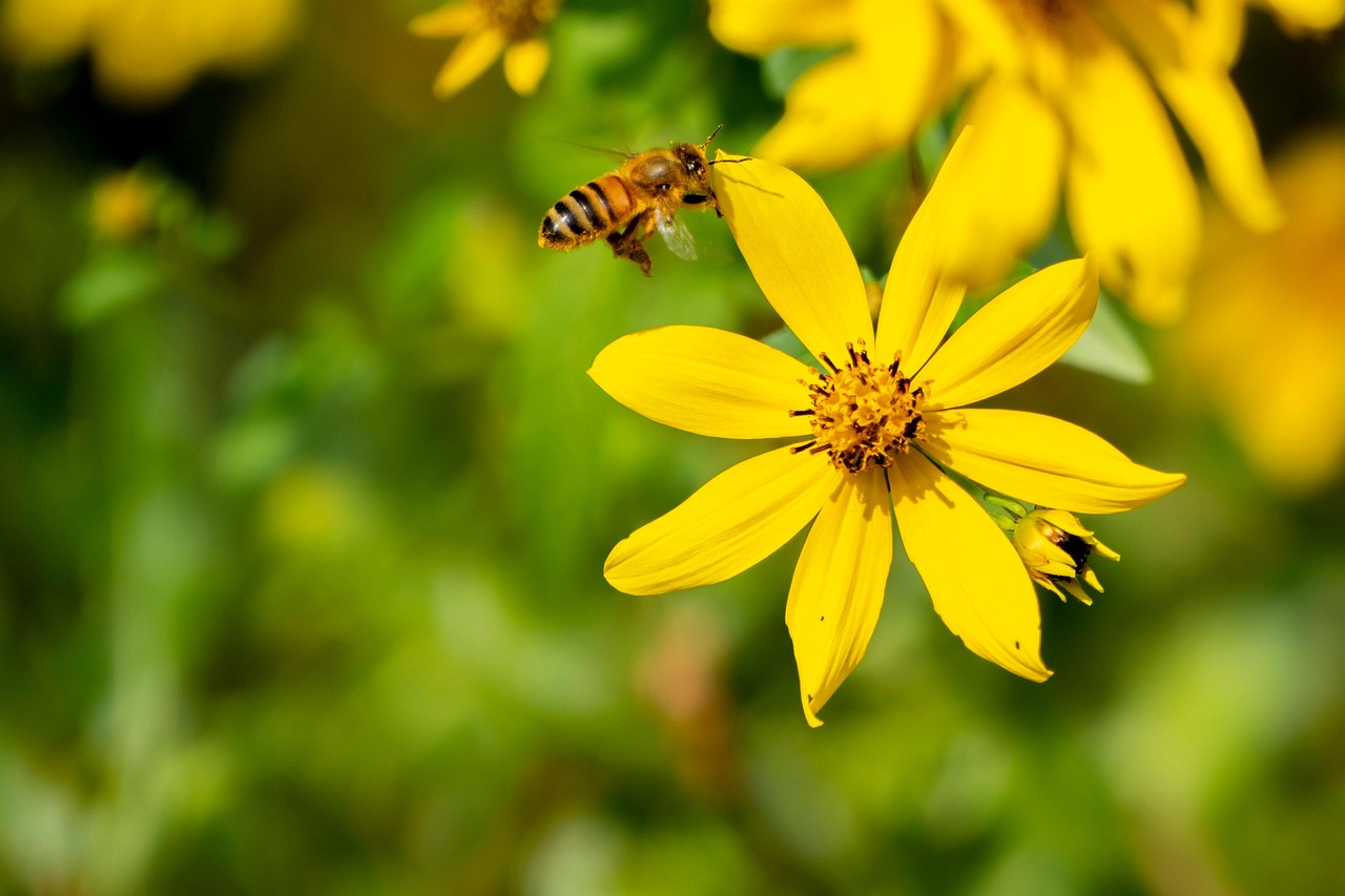 Bee Flower Yellow - Free photo on Pixabay - Pixabay