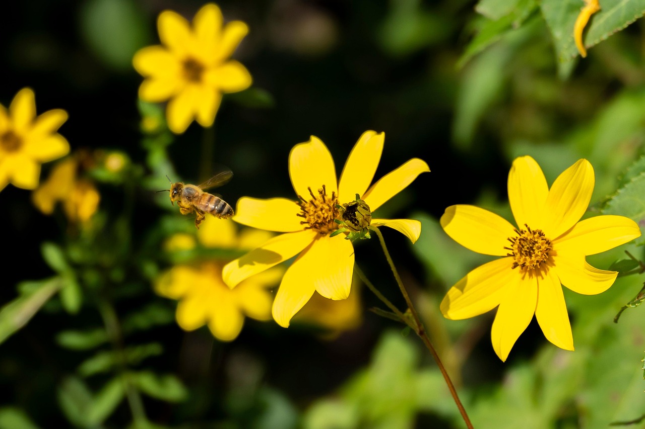 Bee Flower Yellow - Free photo on Pixabay - Pixabay