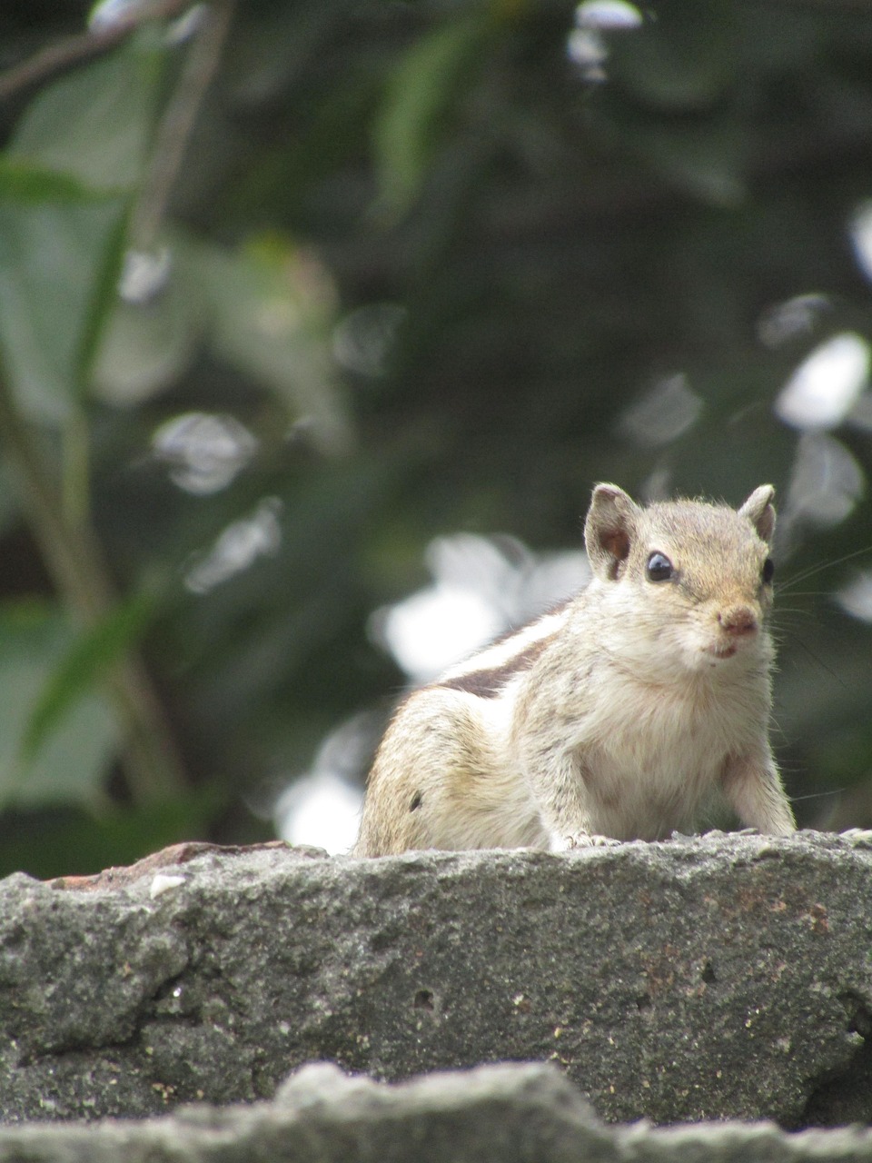 Esquilo Animais Selvagens - Foto gratuita no Pixabay - Pixabay