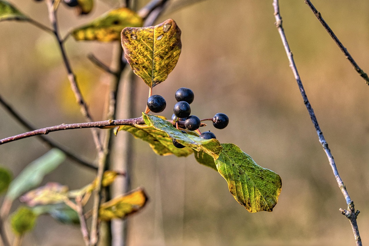 Berries Blueberries Fruits - Free photo on Pixabay - Pixabay