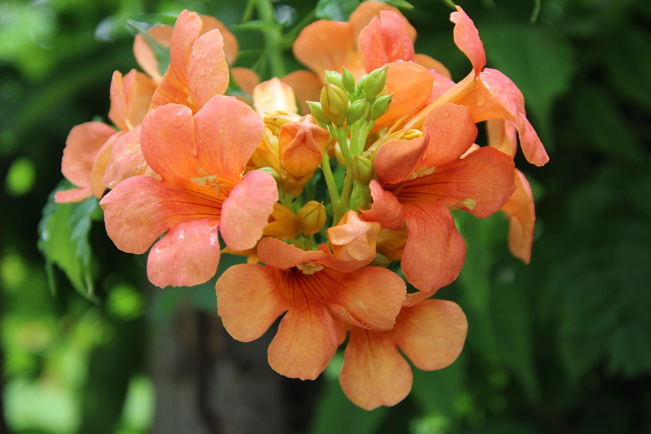 Chinese Trumpet Vine Flowers - Free photo on Pixabay - Pixabay