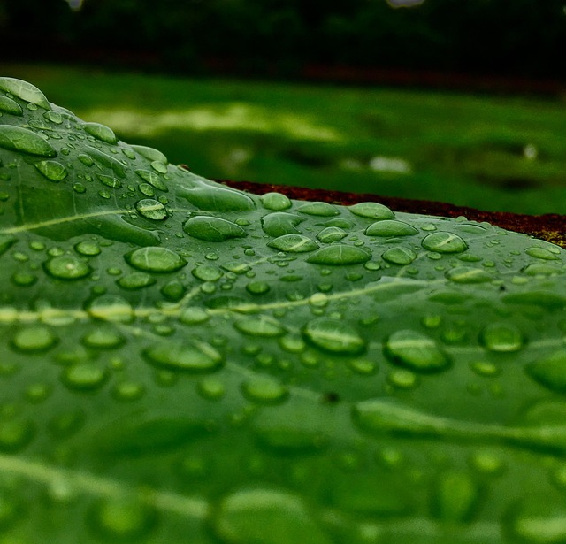 Leaf Wet Dew - Free photo on Pixabay - Pixabay