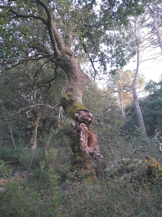 La Nature Chêne - Photo gratuite sur Pixabay - Pixabay