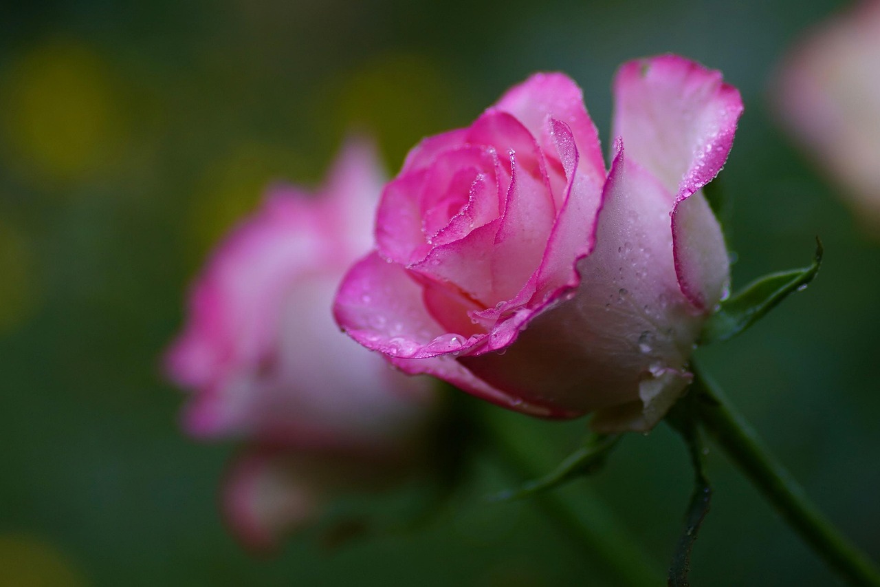 Rosa Rosada Flor - Foto gratis en Pixabay - Pixabay