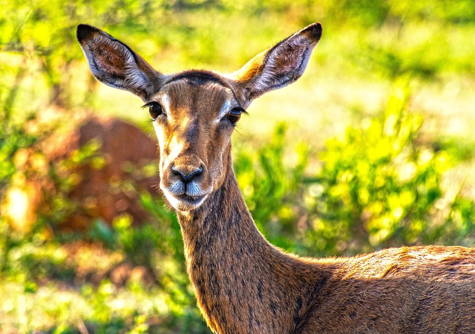 Impala Coarne Animal - Fotografie gratuită pe Pixabay - Pixabay