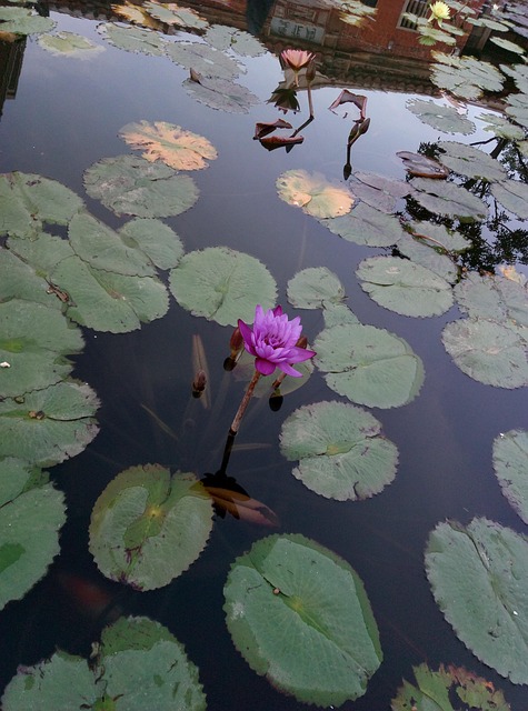 La Feuille De Lotus Fleur - Photo gratuite sur Pixabay - Pixabay
