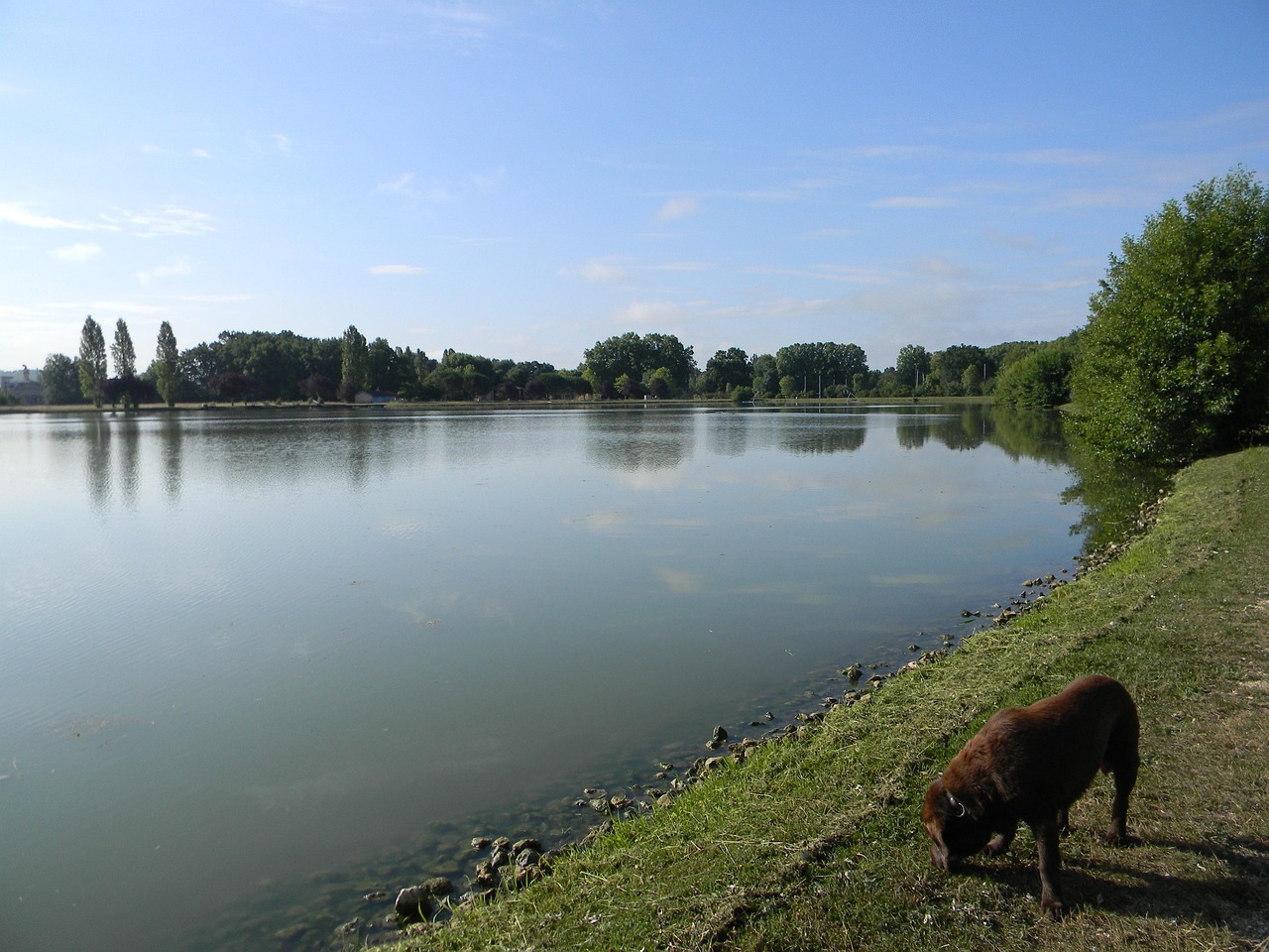 Labrador Chocolat Lac - Photo gratuite sur Pixabay - Pixabay