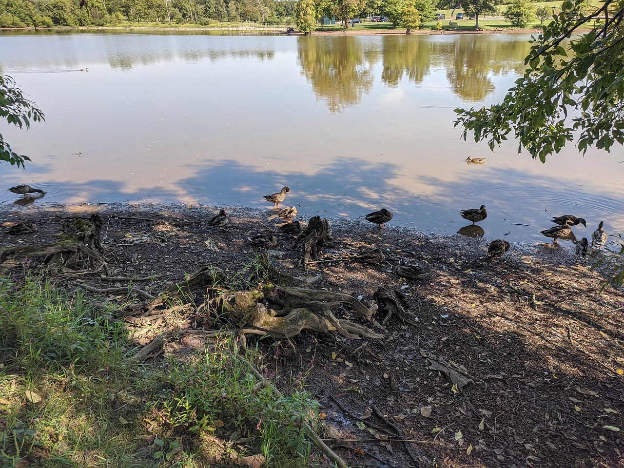 Patos Lago El Verano - Foto gratis en Pixabay - Pixabay