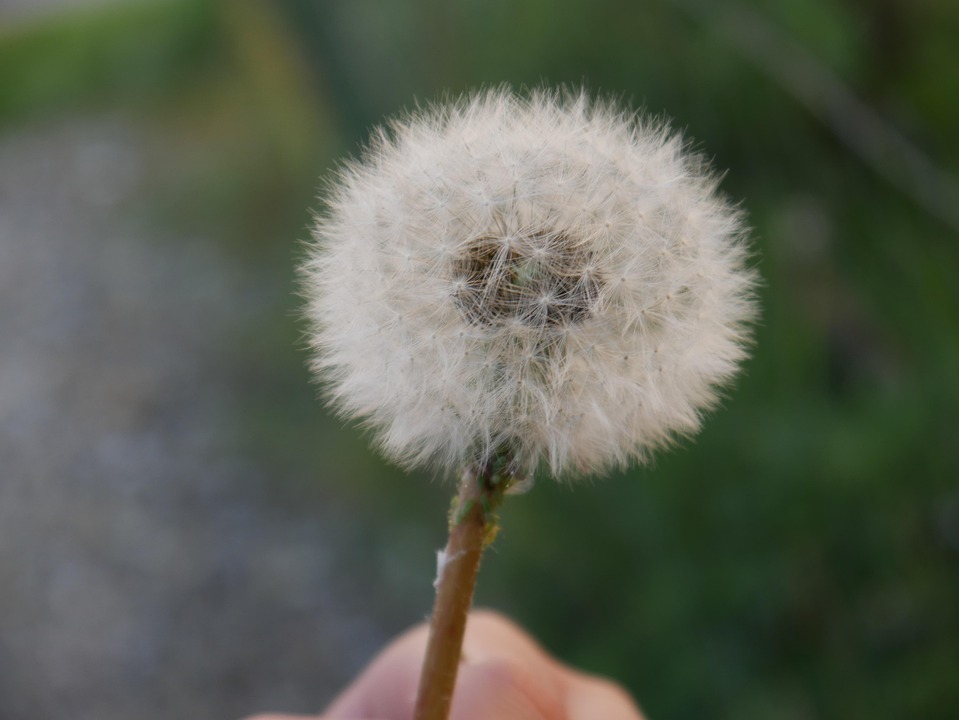 Dandelion Spring Nature - Free photo on Pixabay