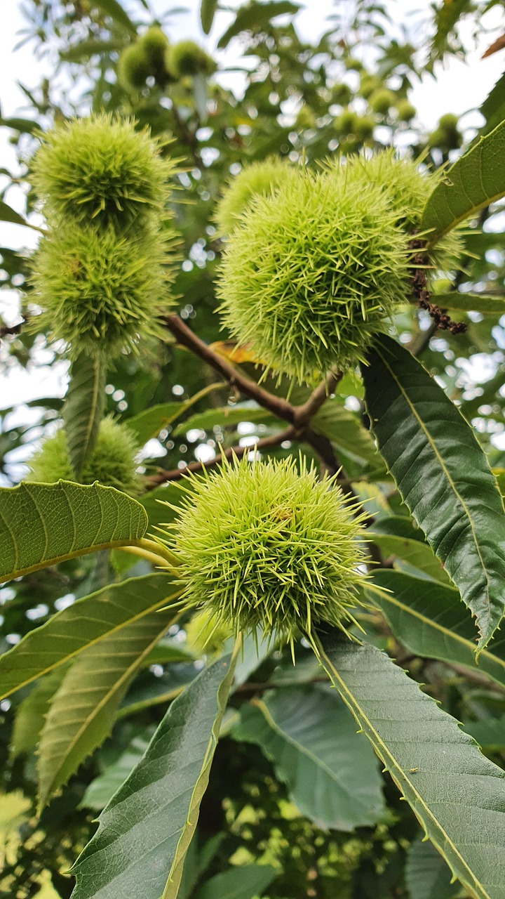 Chestnut Chestnuts Sweet - Free photo on Pixabay - Pixabay