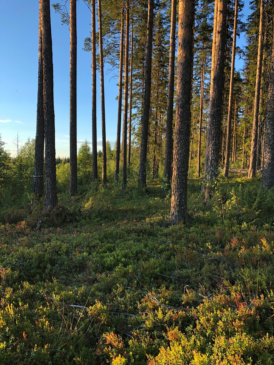 Pine Forest Nature - Free photo on Pixabay - Pixabay