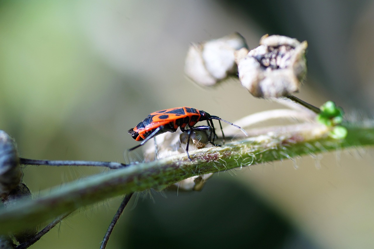 Common Blush Insect Beetle - Free photo on Pixabay - Pixabay