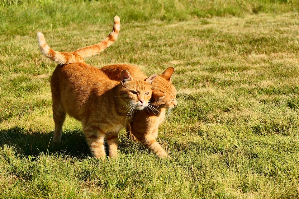 Chats Coupler Queues - Photo gratuite sur Pixabay