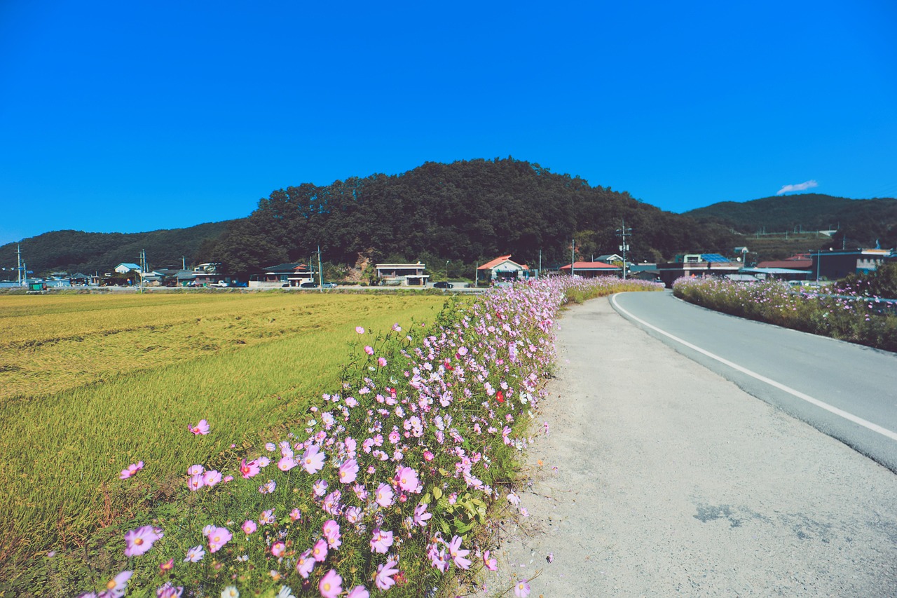Republic Of Korea Andong Cosmos Free Photo On Pixabay Pixabay Republic Of Korea Andong Cosmos Free Photo On Pixabay Pixabay