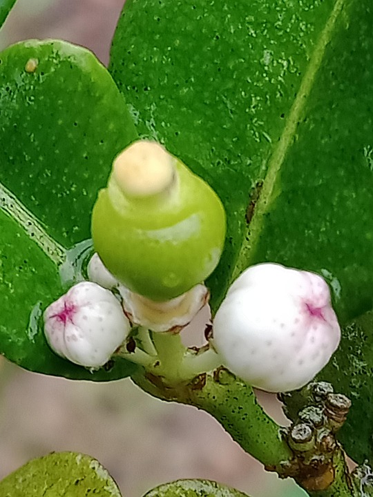 Bunga Tropical Mini - Foto gratuita no Pixabay - Pixabay