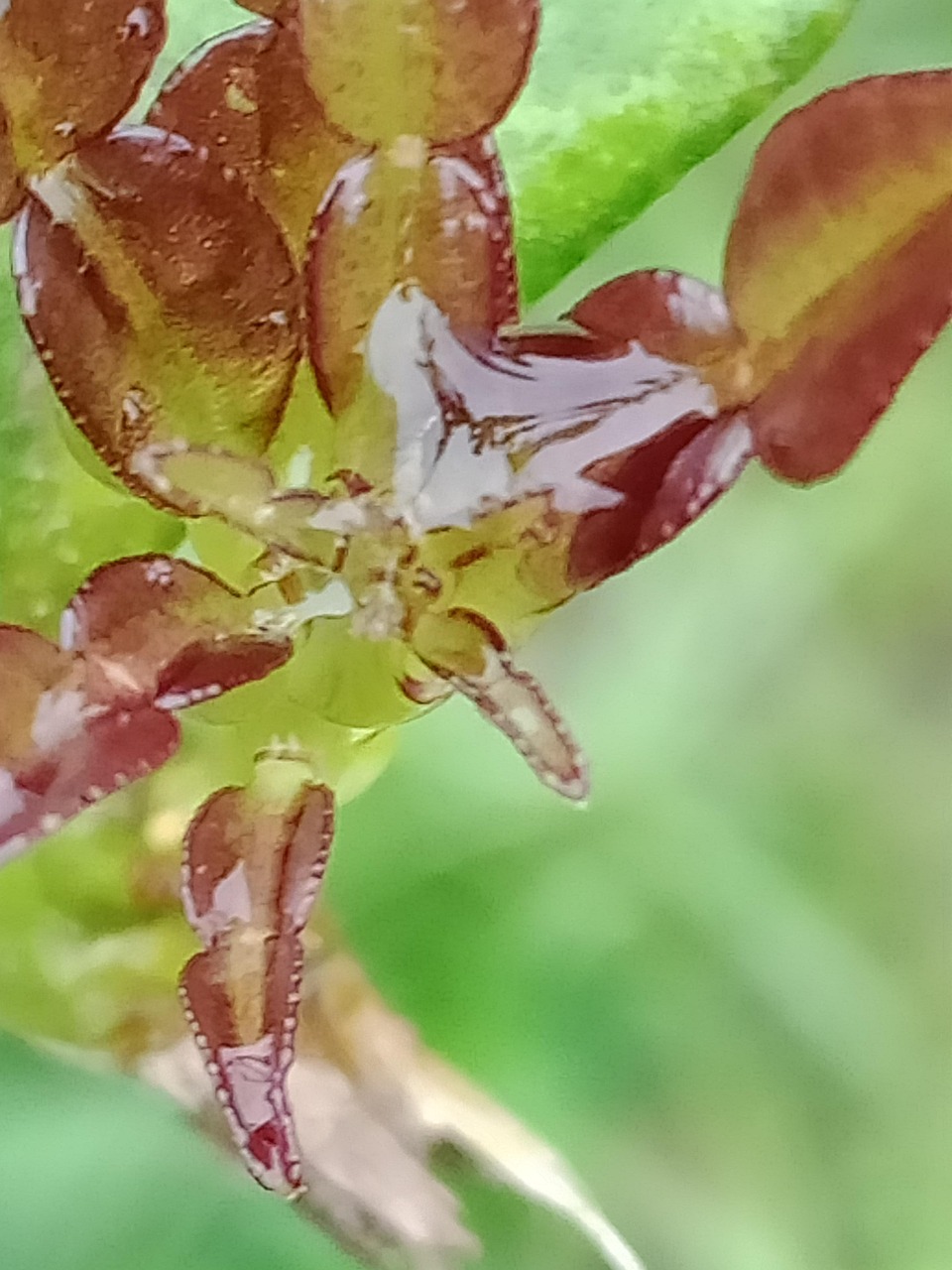 Bunga Tropical Mini - Foto gratuita no Pixabay - Pixabay