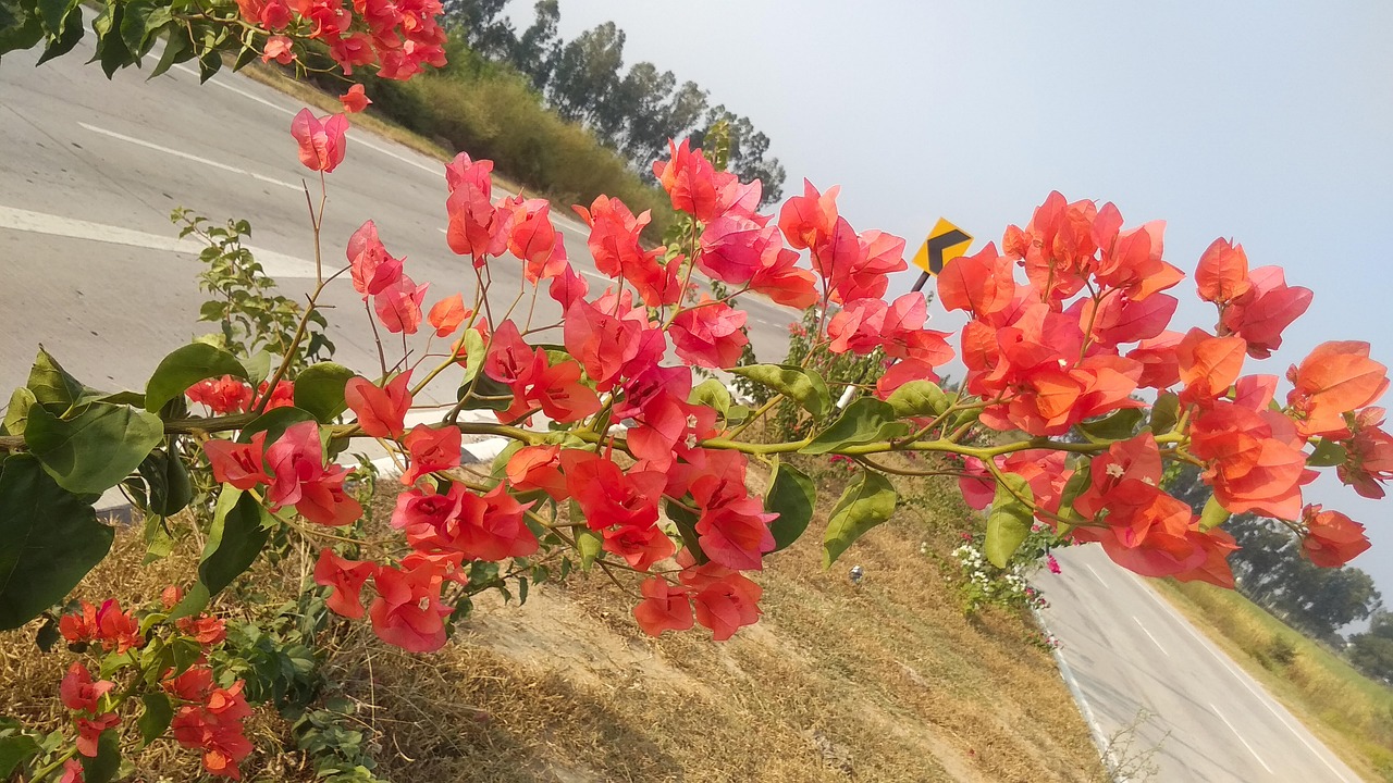 Road Pink Flowers - Free photo on Pixabay