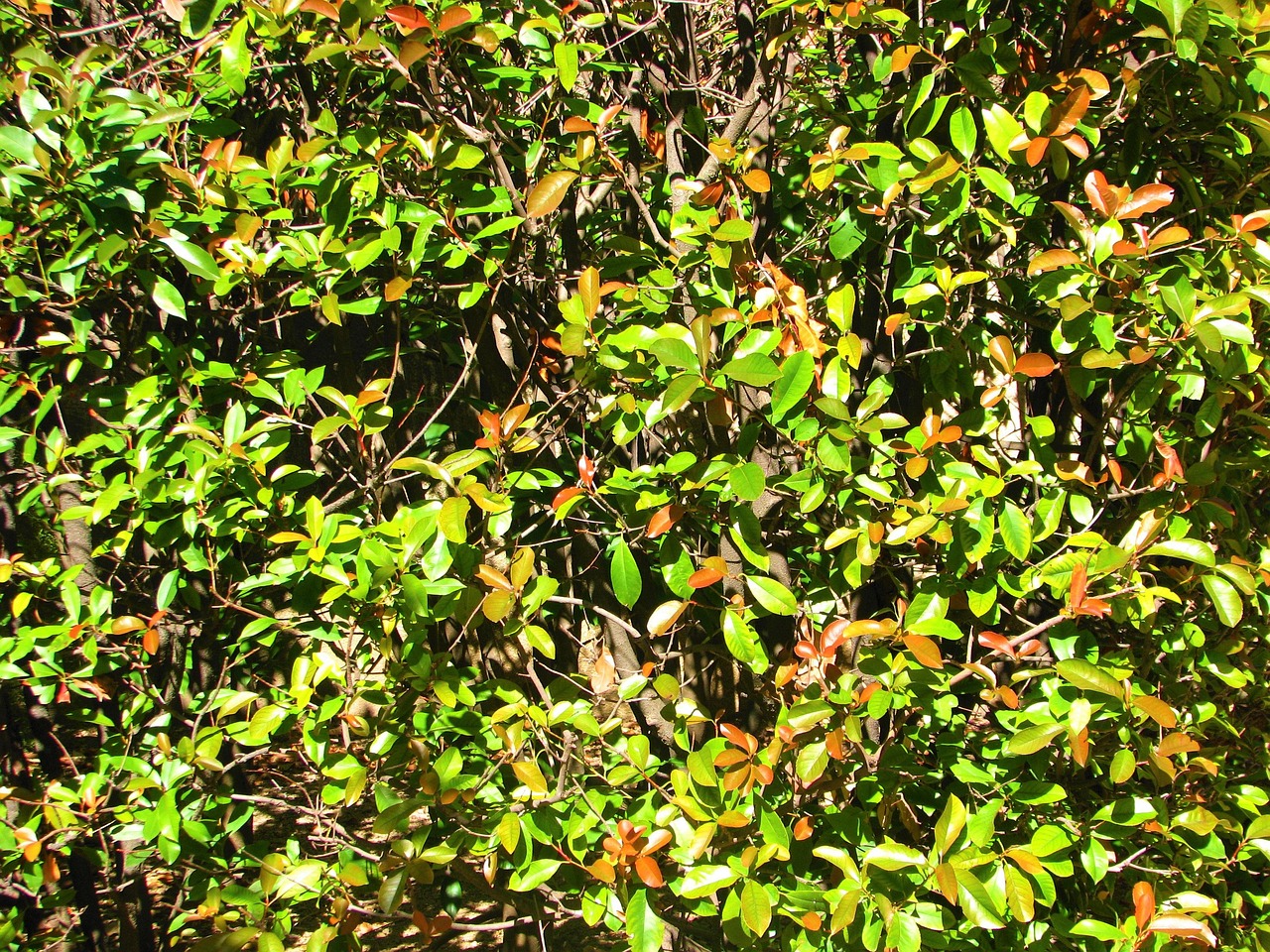 Colors Hedge Plants - Free photo on Pixabay - Pixabay
