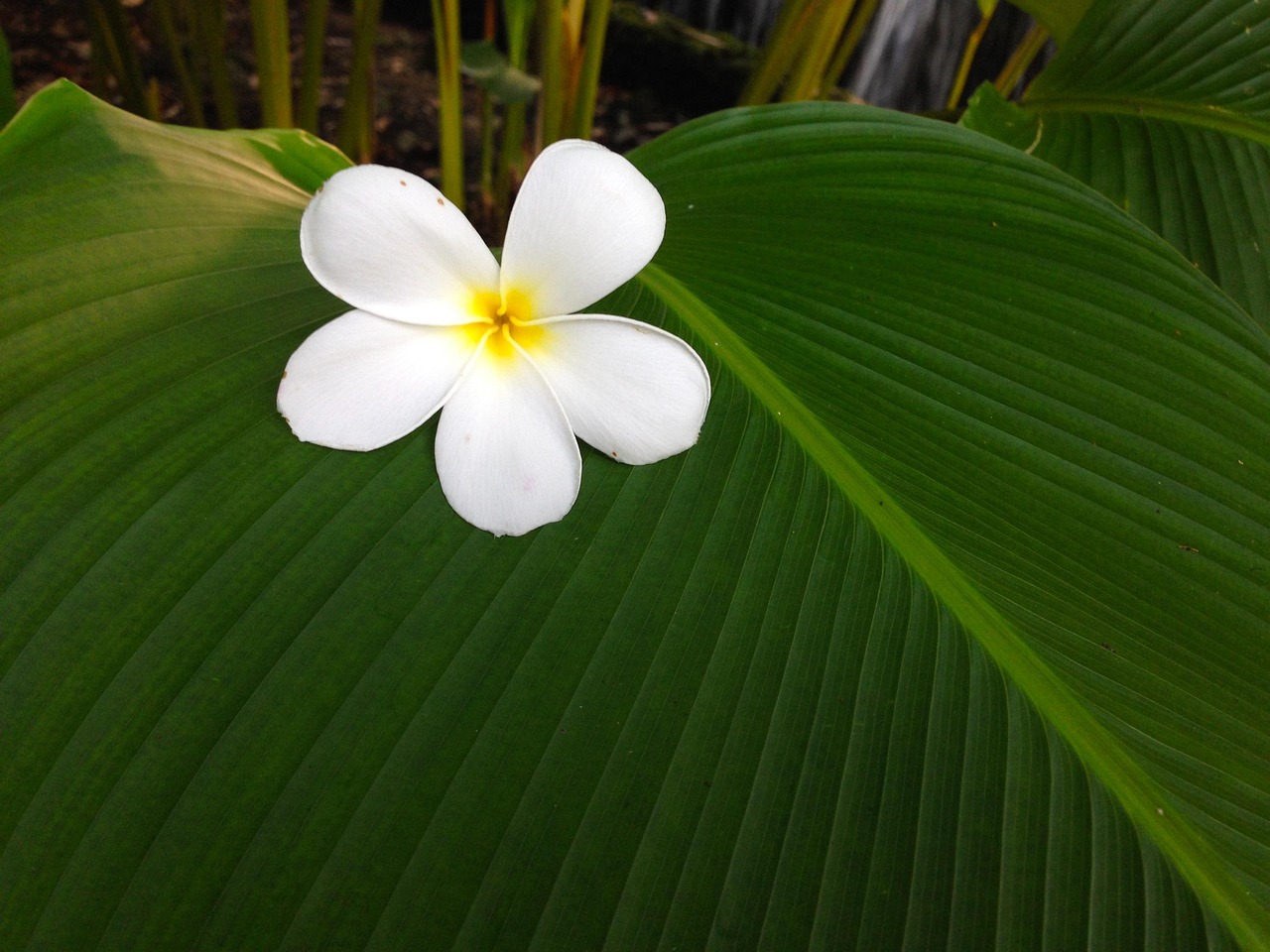Bunga Hijau Alam - Foto gratis di Pixabay - Pixabay