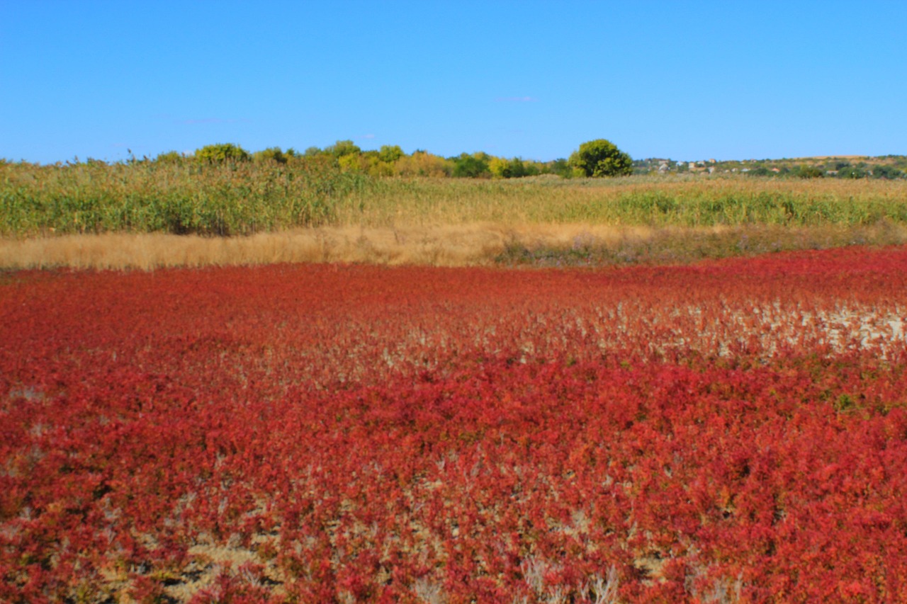 Red Algae Box Flowers - Free photo on Pixabay - Pixabay