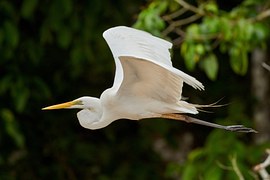 Eastern Great Egret Bird Animal - Free photo on Pixabay