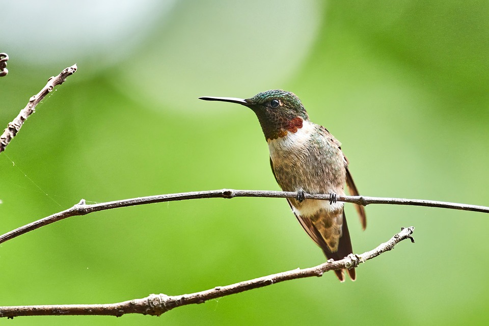 Hummingbird Bird Animal Small - Free photo on Pixabay - Pixabay