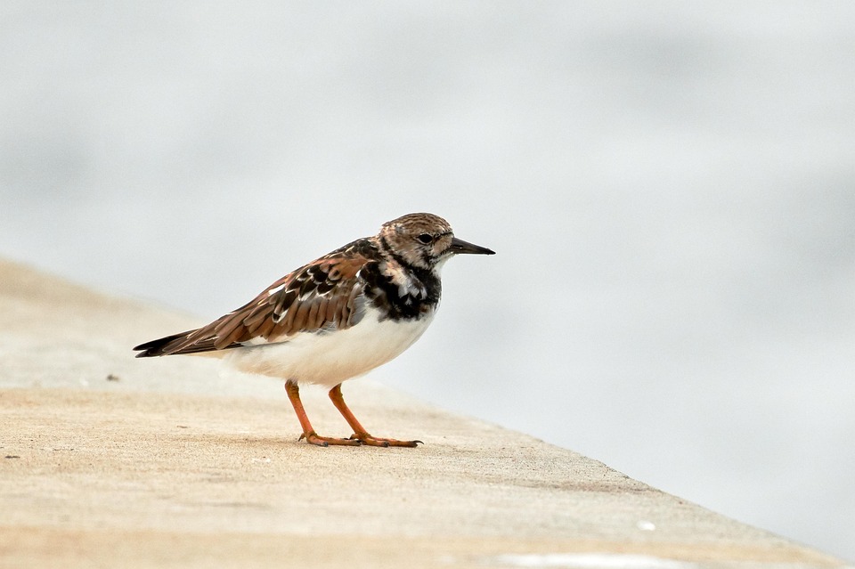 Ruddy Turnstone Bird - Free photo on Pixabay - Pixabay