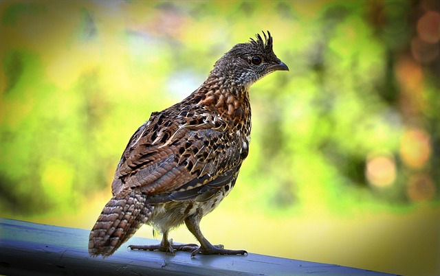 100+ Free Grouse & Nature Images - Pixabay