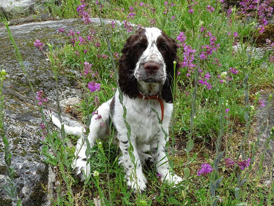 Englischer Springer Spaniel Hund - Kostenloses Foto auf Pixabay - Pixabay