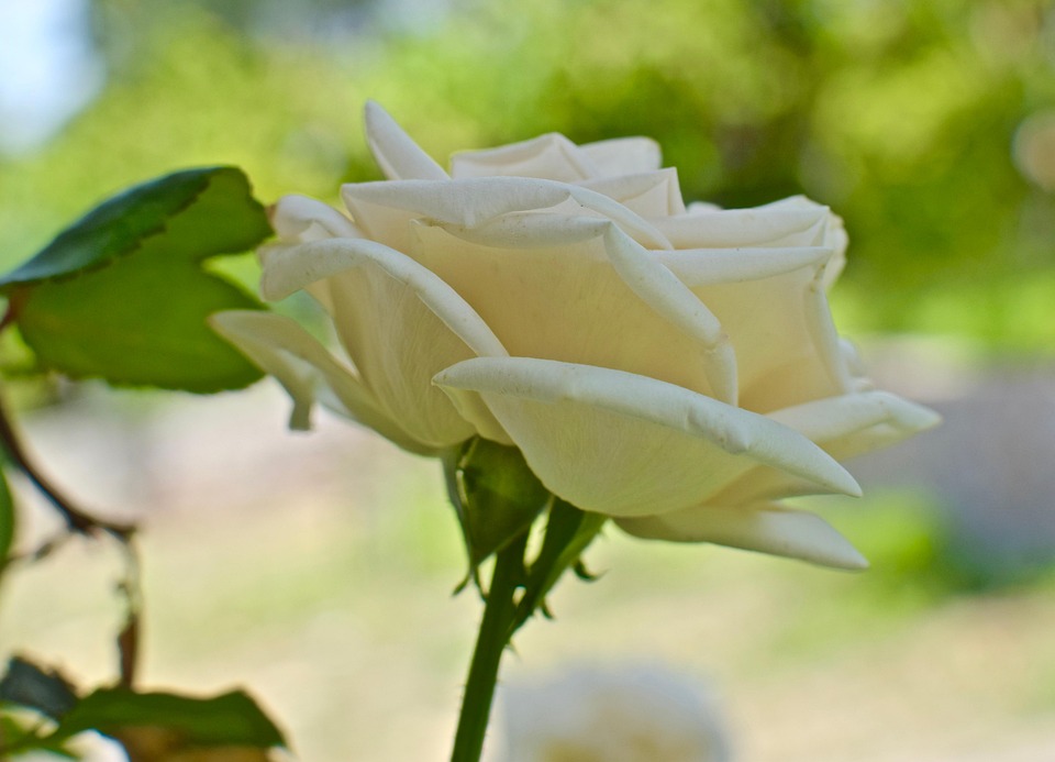 Rose Blanche Fleur La Nature - Photo gratuite sur Pixabay - Pixabay