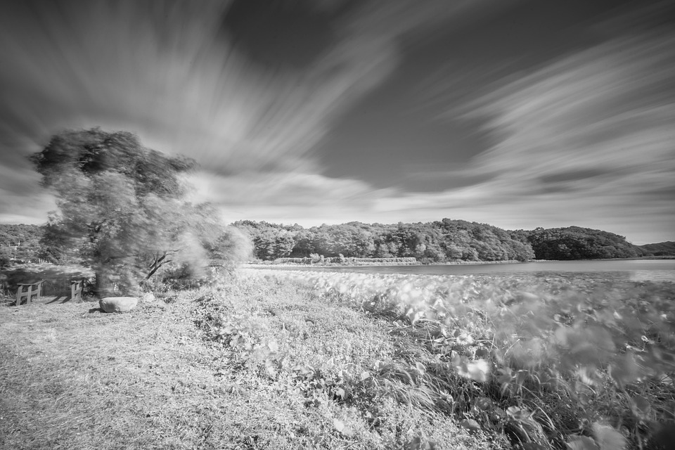 Tree Infrared Ray Nature - Free photo on Pixabay