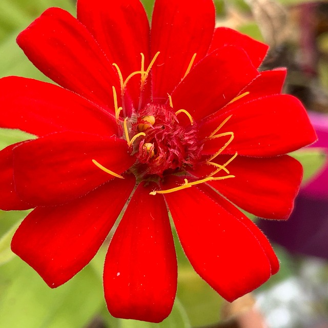 Red Zinnia Flower - Free photo on Pixabay - Pixabay