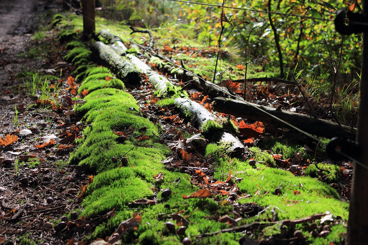 Paysage Mousse Forêt Les - Photo gratuite sur Pixabay - Pixabay