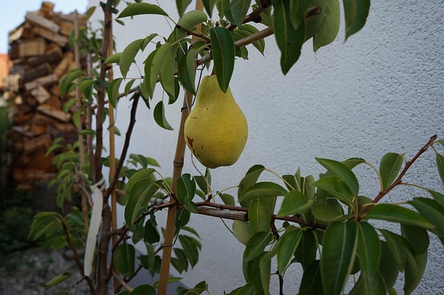 Pera Fruta Saudável Williams - Foto gratuita no Pixabay - Pixabay