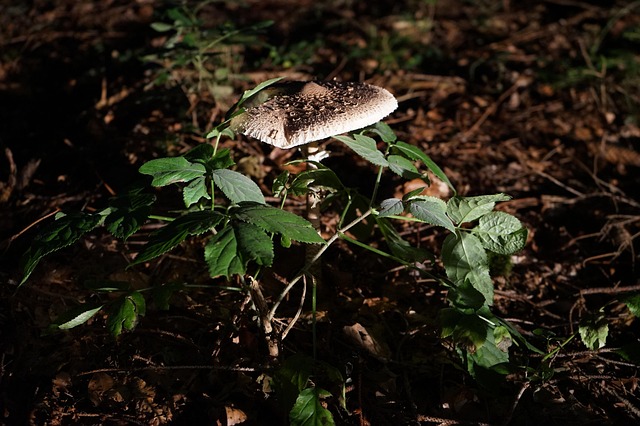 Mushroom Sponge Spore - Free photo on Pixabay - Pixabay