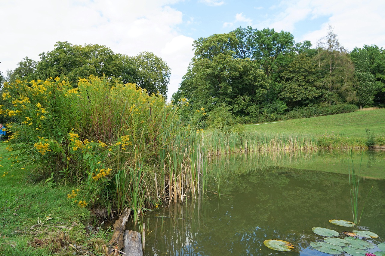 Pond Lake Water - Free photo on Pixabay - Pixabay