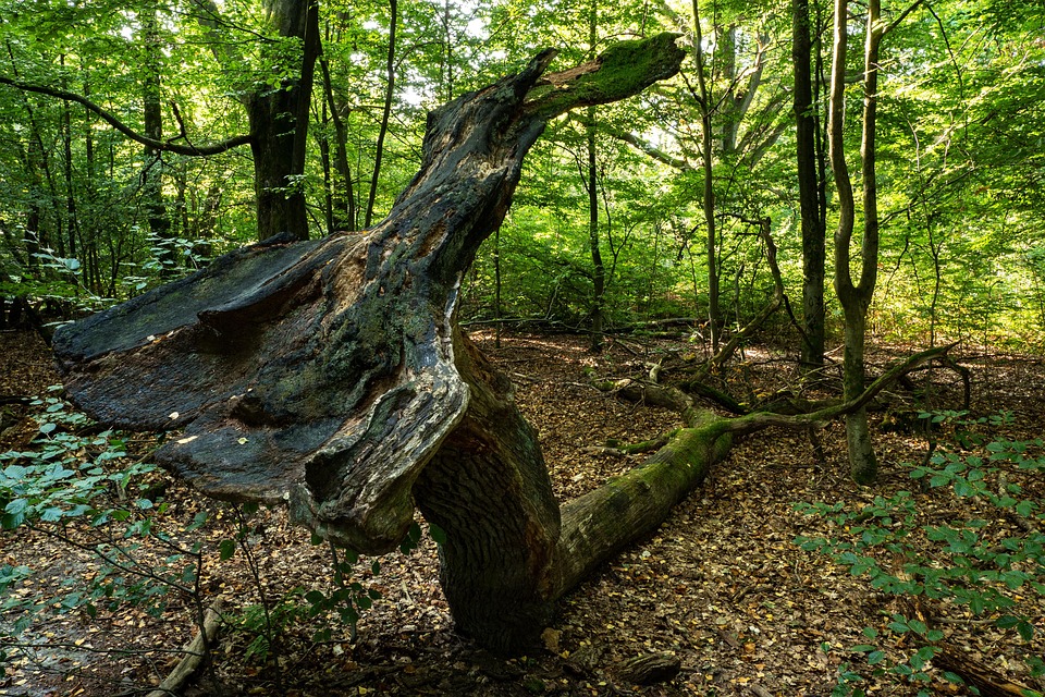 Tree Nature Park Spell Forest Wood - Free photo on Pixabay - Pixabay