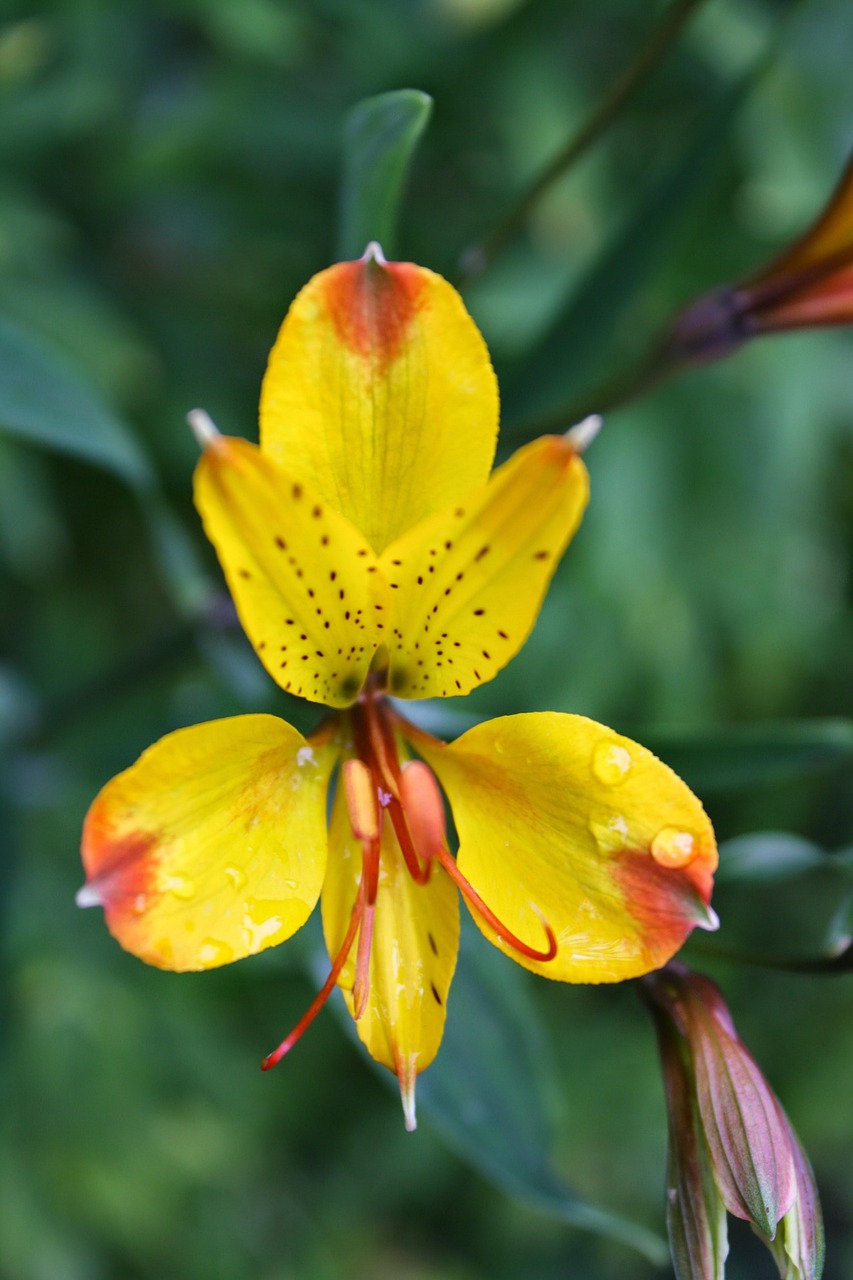 100+ Free Stigma & Flower Images - Pixabay