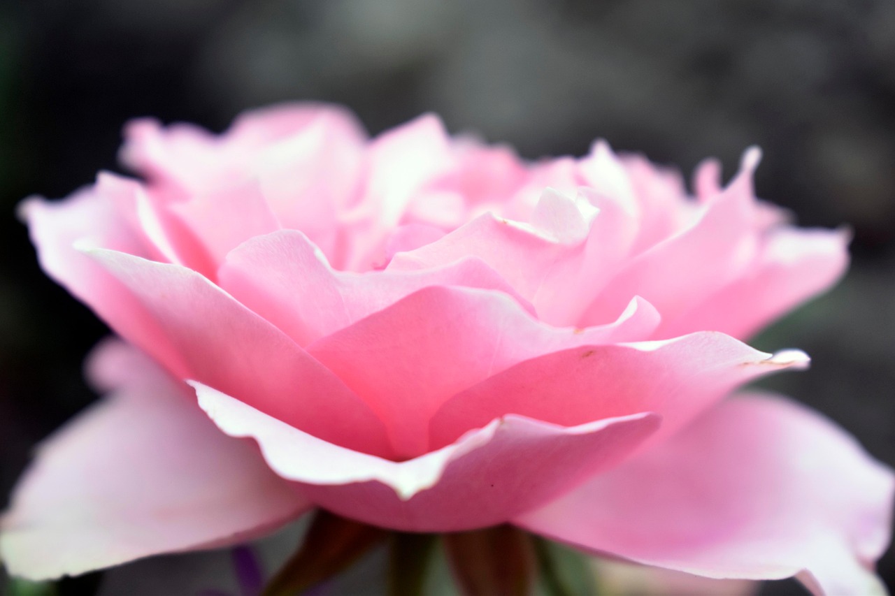 Rose Bloom - Photo gratuite sur Pixabay - Pixabay