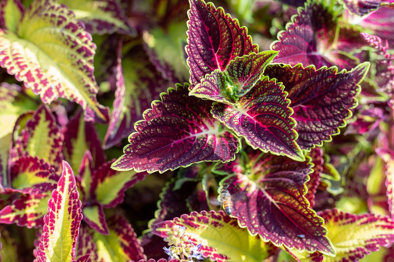 Leaves Foliage Plant - Free photo on Pixabay - Pixabay