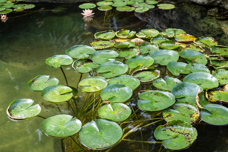 Lillypad Lilly Pad - Kostenloses Foto auf Pixabay - Pixabay