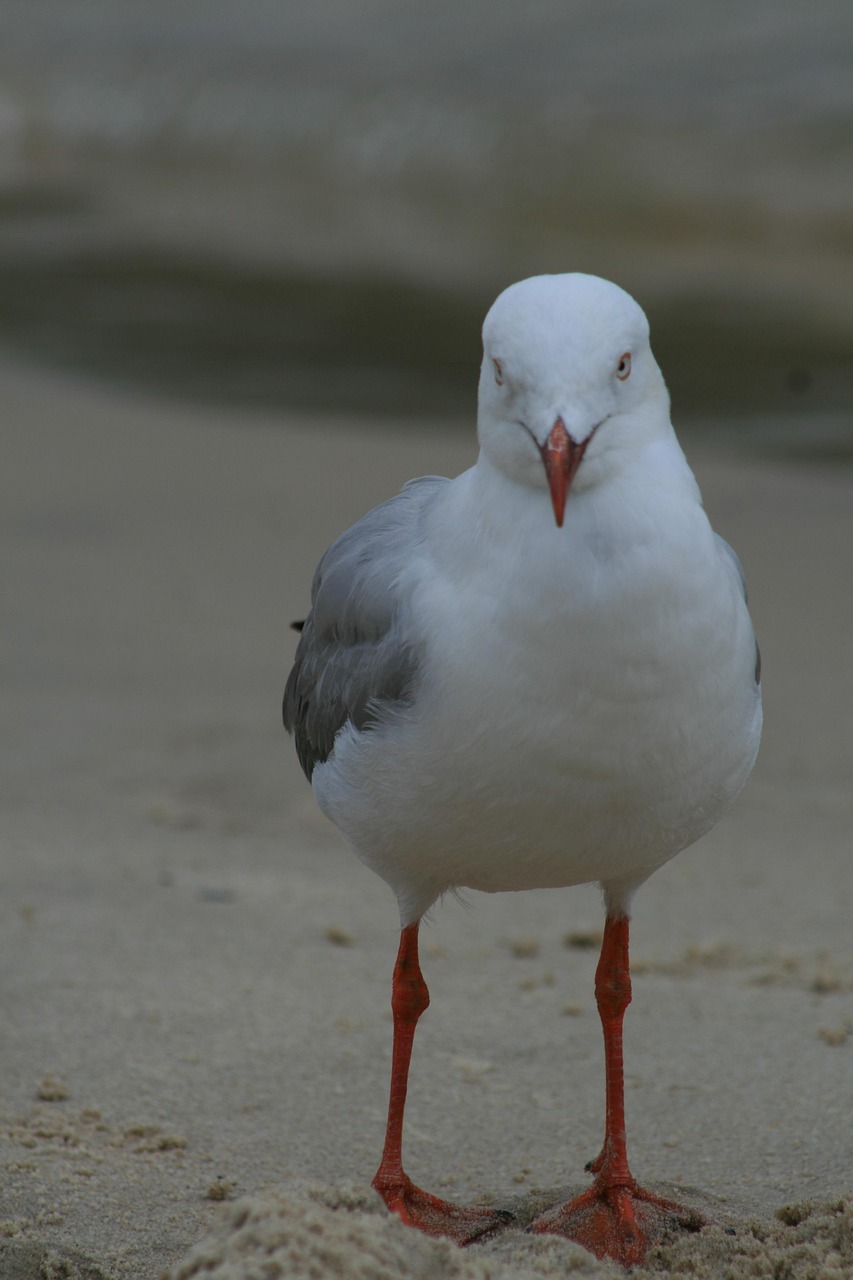 Mouette Oiseau Oiseaux De Mer - Photo gratuite sur Pixabay - Pixabay