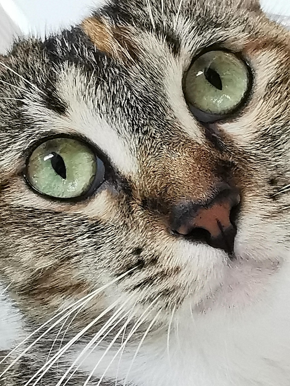 Chaton Mignon Les Yeux - Photo gratuite sur Pixabay - Pixabay