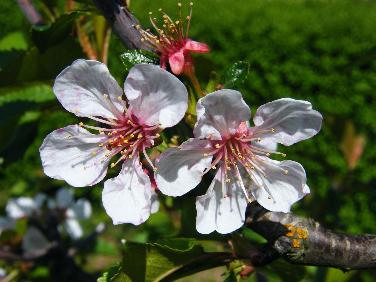 Cherry Blossoms Spring - Free photo on Pixabay - Pixabay