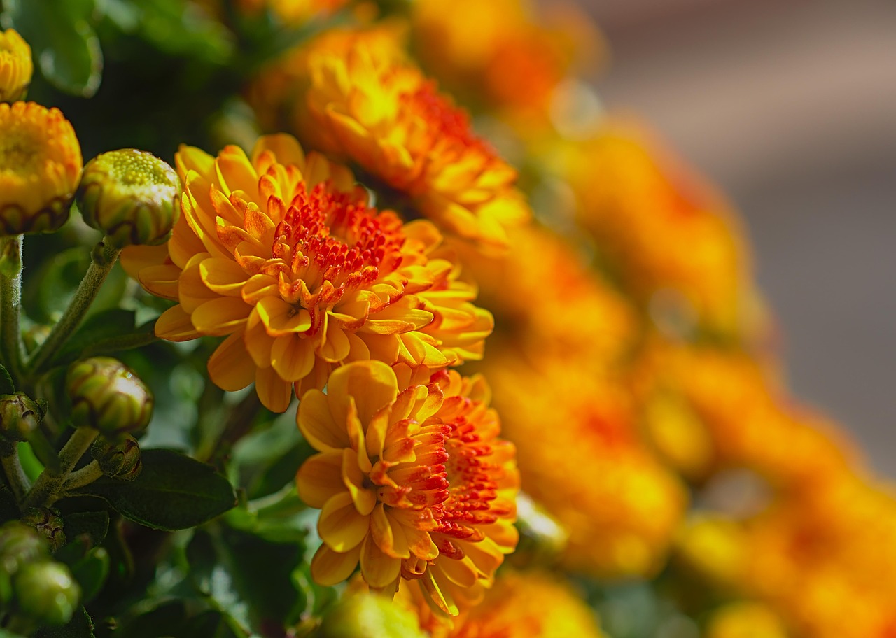 4,000+ Free Chrysanthemum & Flower Images - Pixabay